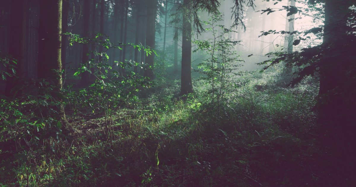 Immogy - Boreal Parket